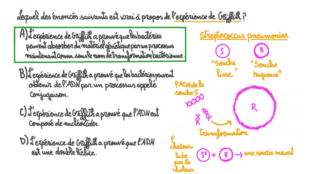Question Video: Comprendre le résultat de l’expérience de Griffith | Nagwa