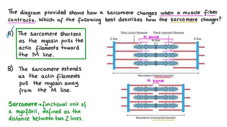 Lesson: Muscle Contraction | Nagwa