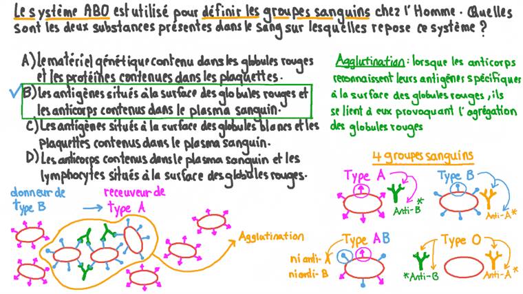 Lesson: Groupes sanguins et facteur Rhésus | Nagwa