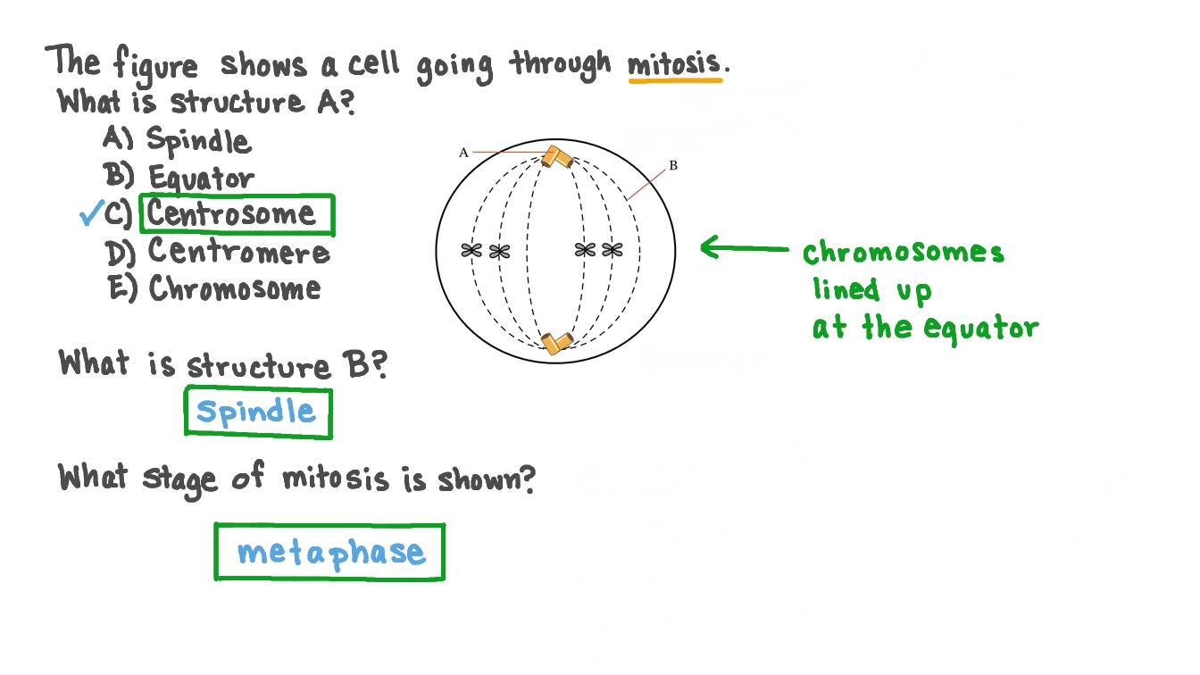 Question Video: Recalling some of the Structures Involved in Mitosis ...