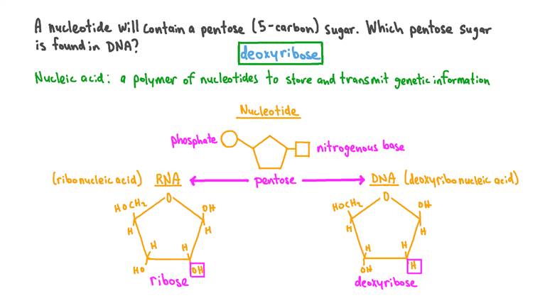 Sugar In Dna