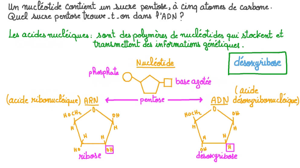 Question Video: Rappeler le sucre pentose présent dans l’ADN | Nagwa