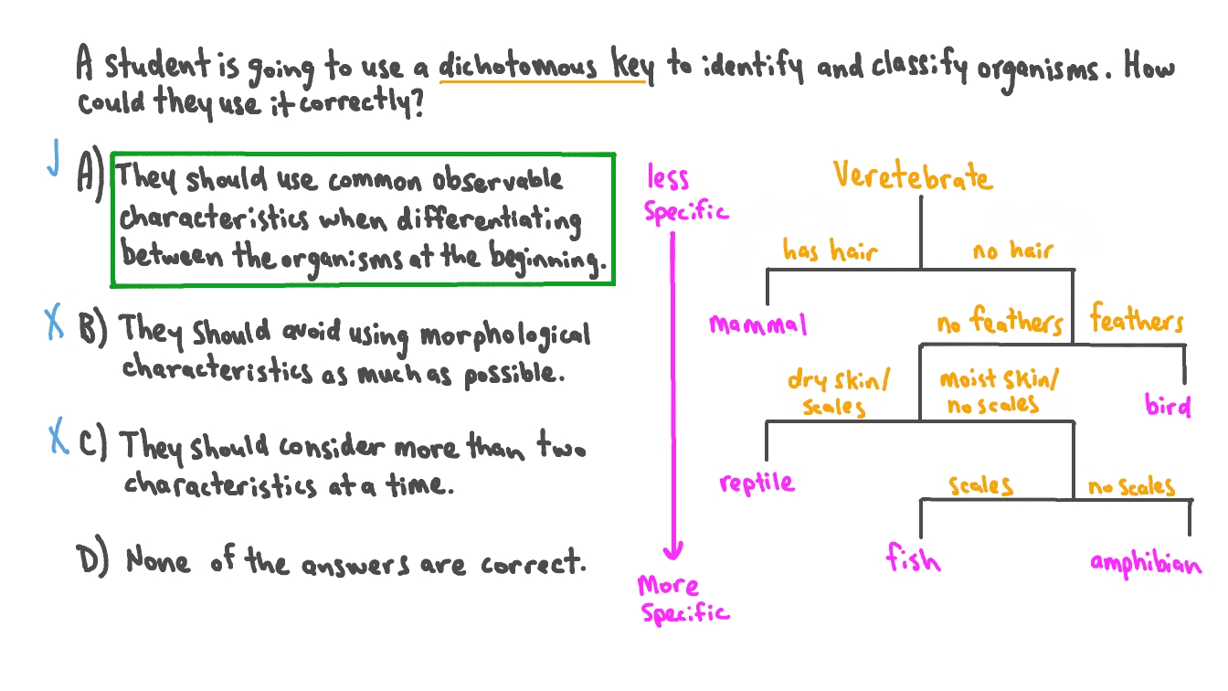ion Video Understanding How To Use A Dichotomous Key Correctly 