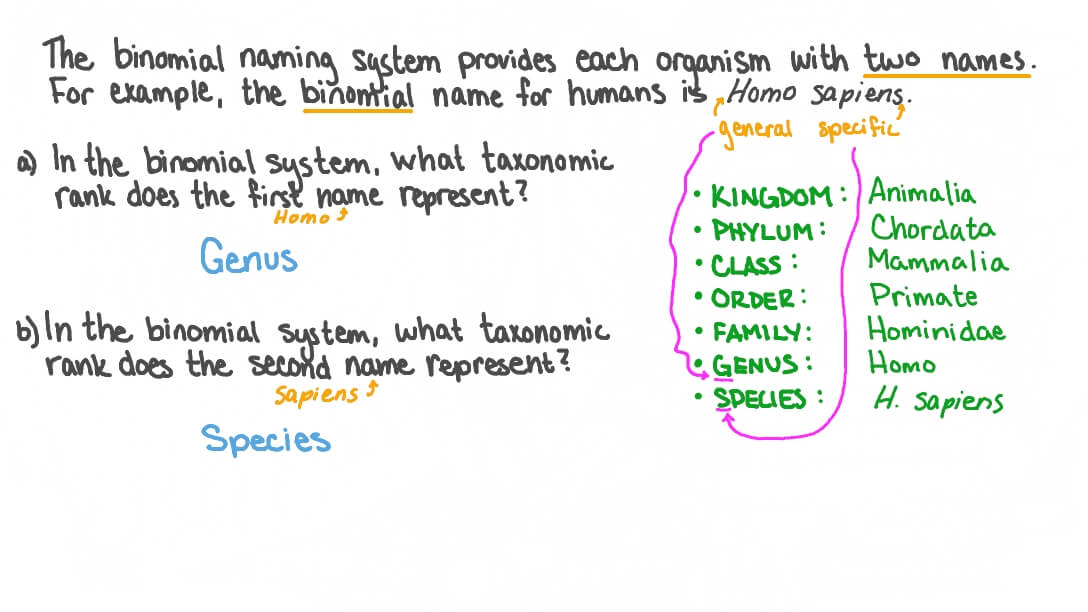 Question Video Determining The Taxonomic Ranks Represented By The Two 