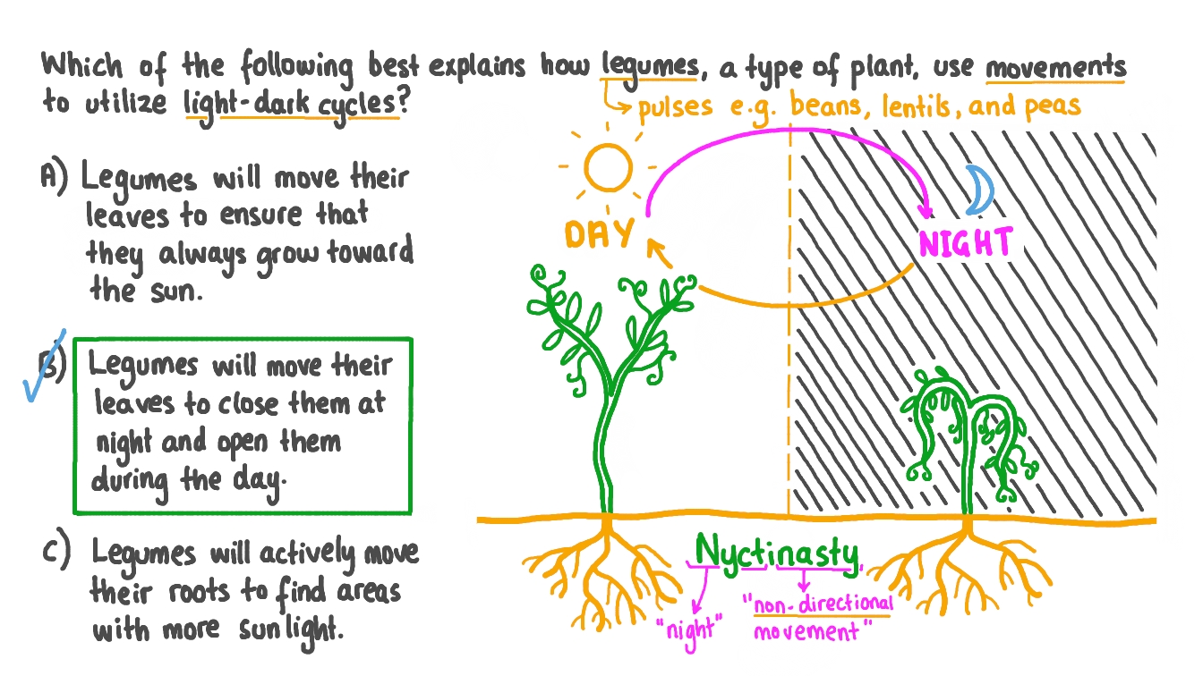 Question Video: Explaining How Legumes Respond to Light-Dark Cycles | Nagwa
