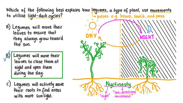Lesson: Movement in Plants | Nagwa