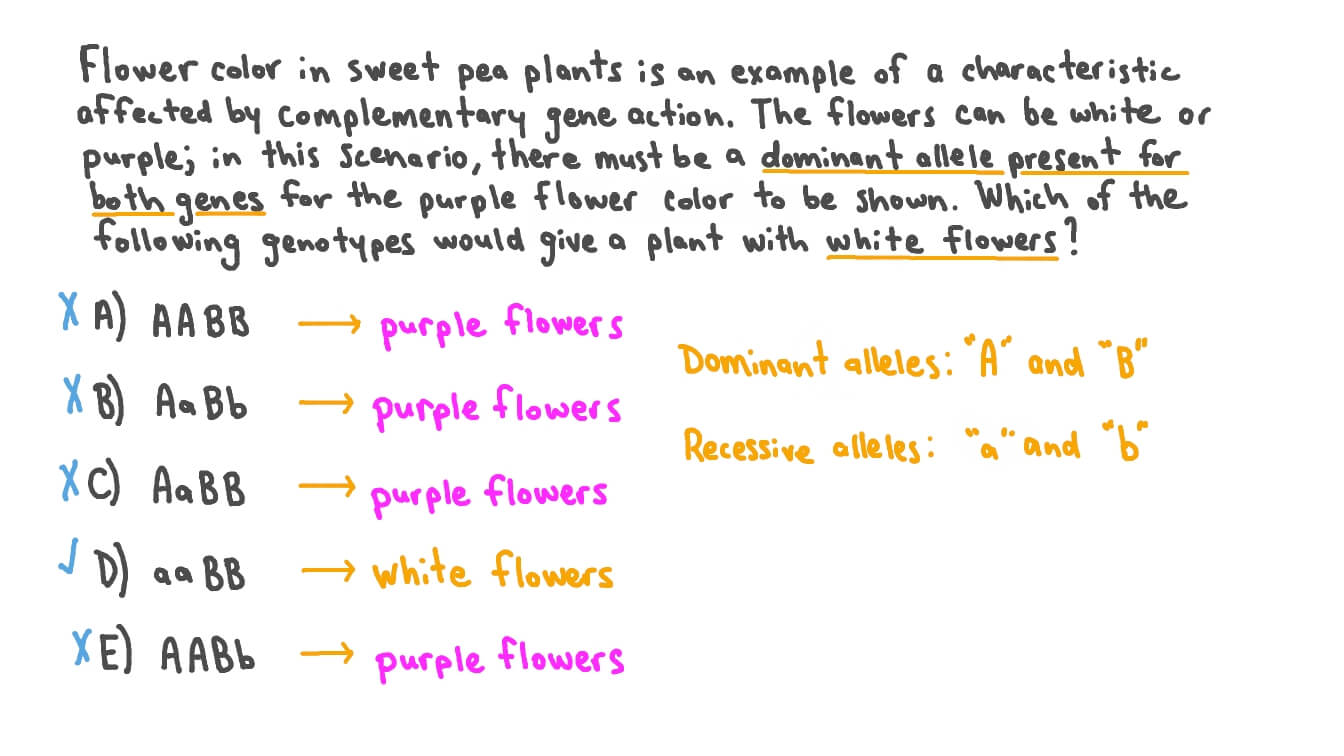 Question Video: Determining Genotypes in Complementary Genes | Nagwa