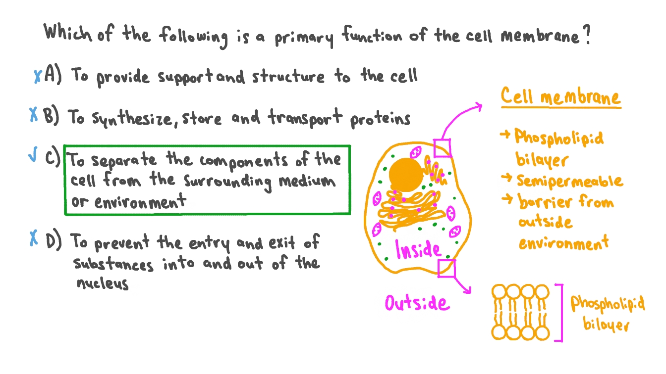 ion Video Recalling The Primary Function Of A Cell Membrane Nagwa