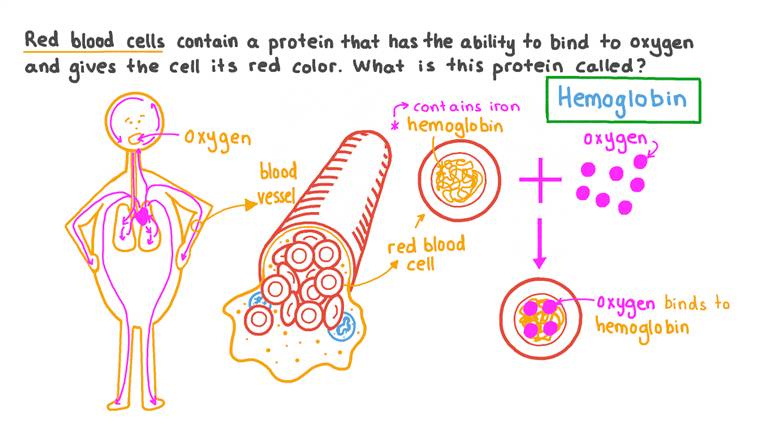What Color Is Blood Without Hemoglobin - Infoupdate.org