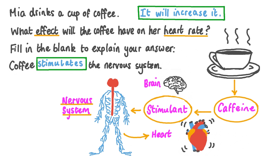 Question Video Identifying The Effects Of Coffee On The Heart And