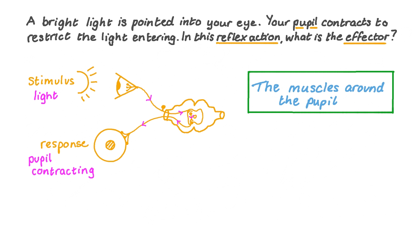 Question Video: Identifying the Effector in a Reflex Arc | Nagwa