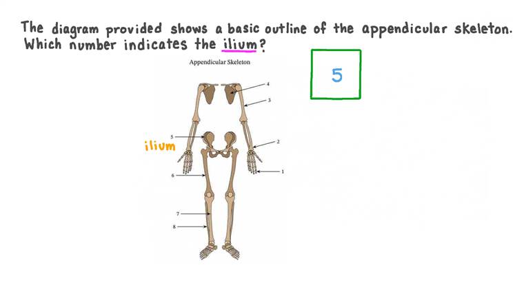 Lesson: The Appendicular Skeleton | Nagwa