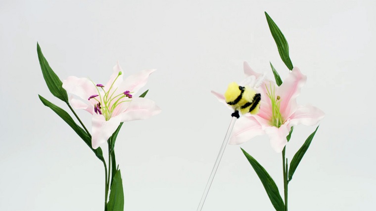 Demo Video: Models of Pollination | Nagwa