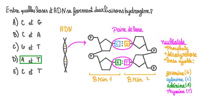 Leçon : Découverte et structure de l’ADN | Nagwa