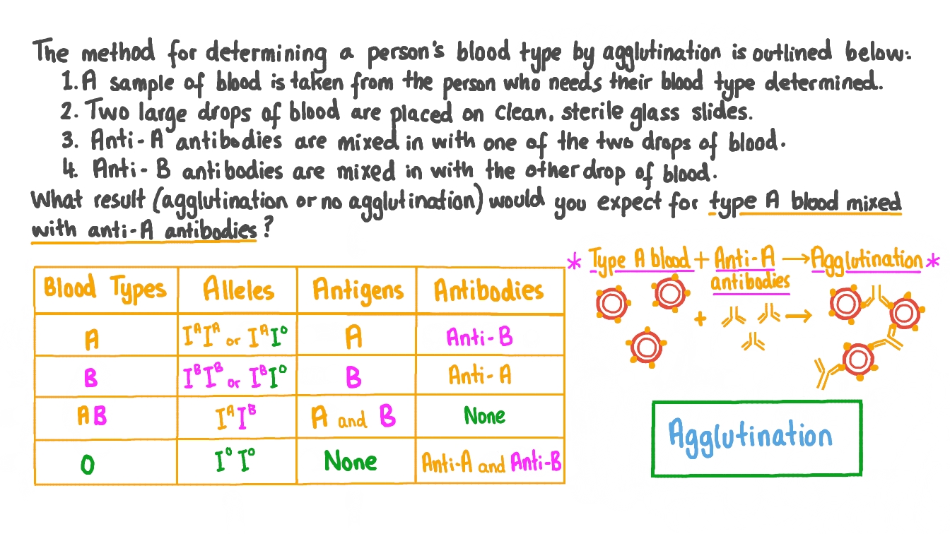 ion Video Predicting The Results Of An Agglutination Test With 
