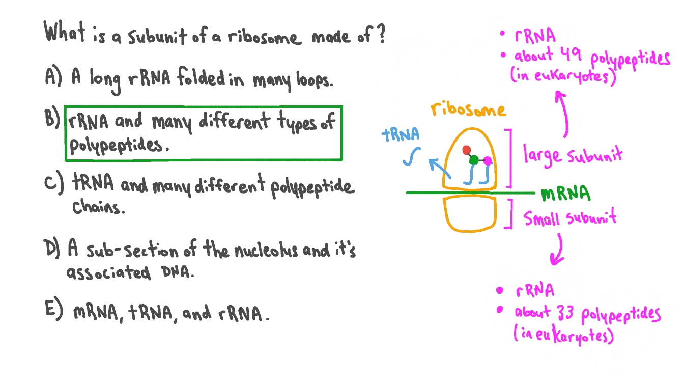 Question Video: Recalling the Components of a Ribosomal Subunit | Nagwa