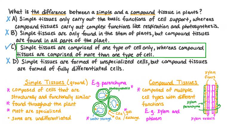 Lesson: Plant Tissues | Nagwa