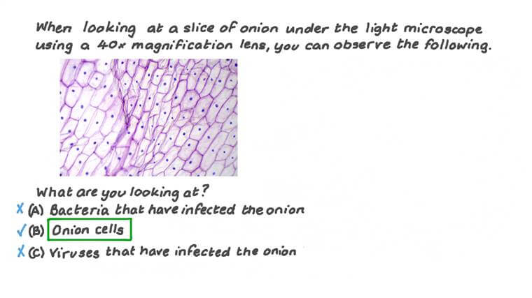 Onion Cell Under Microscope 4x 10x 40x Micropedia Lab Manual Exercise