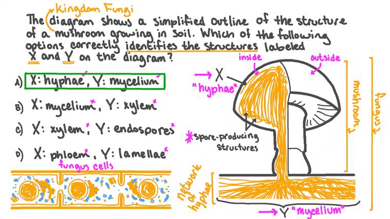 Fungi Structure Diagram Fungal Cell Structure Stock Illustrations