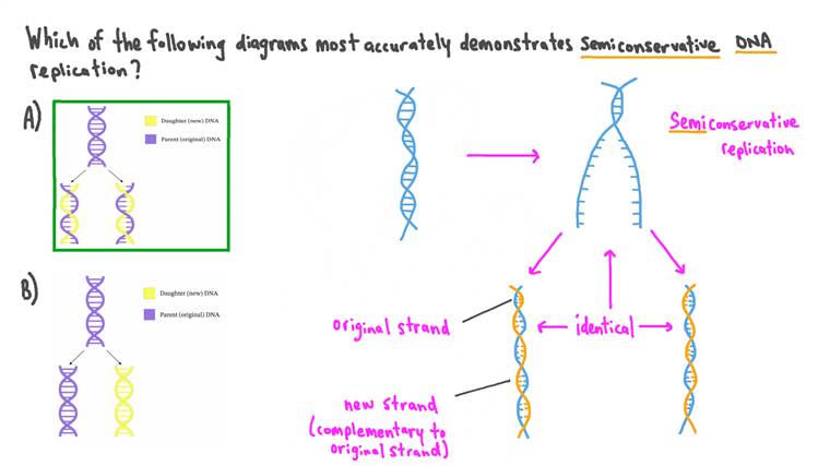 Semiconservative Replication Diagram DNA Replication LabXchange