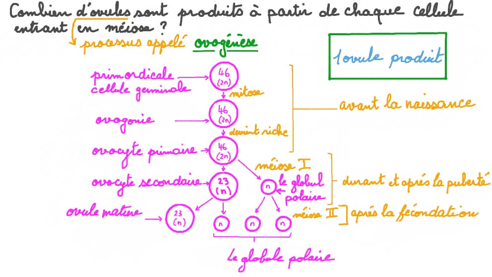 Question Video: Détermination du nombre d'ovules pouvant être produits ...