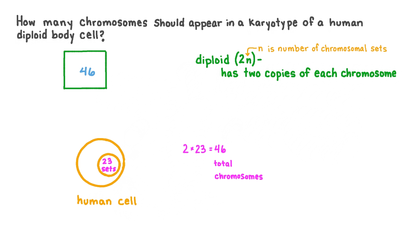 Diploid Chromosomes Number In Human Is