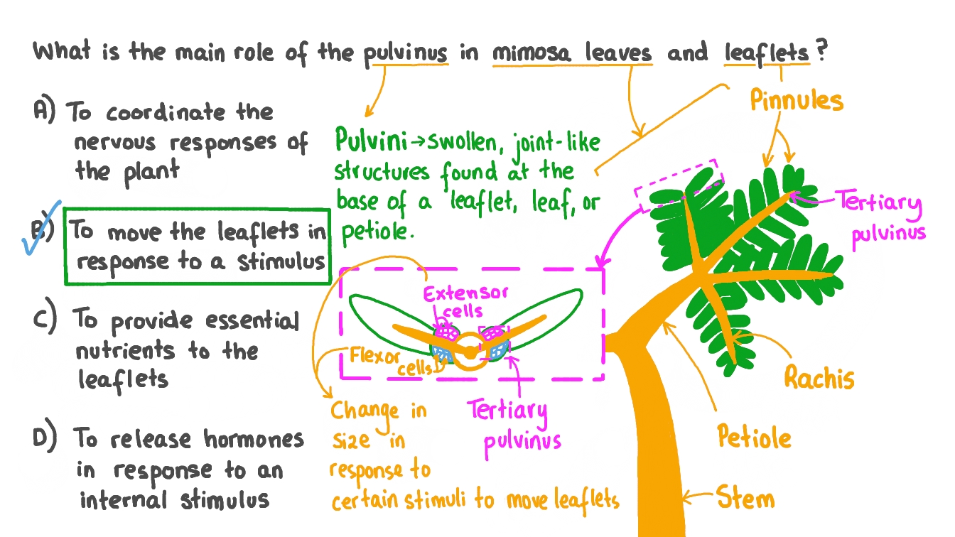 Question Video Recalling The Function Of The Pulvinus In A Mimosa