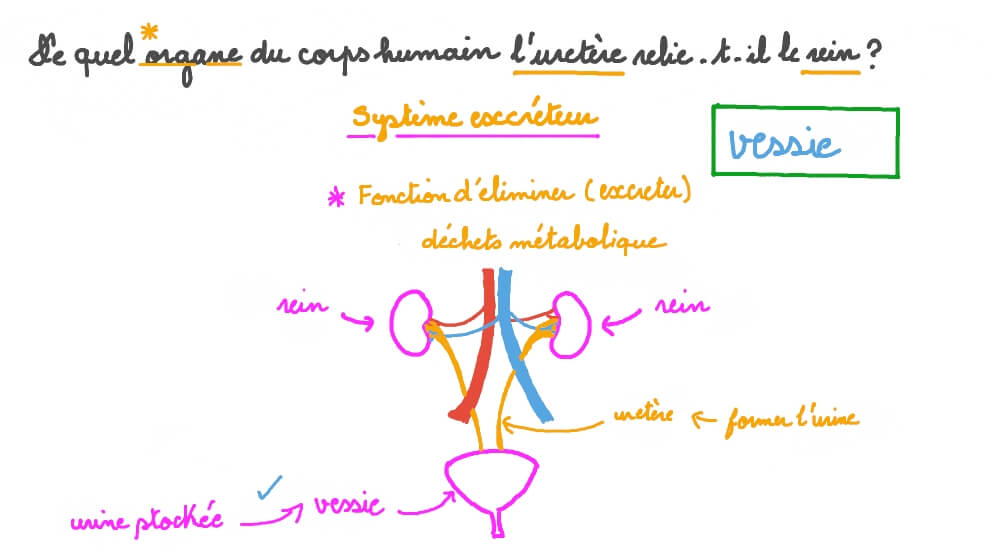 Question Video: Rappel des organes du système urinaire à partir de leur ...