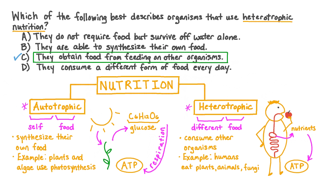 Question Video Describing Heterotrophic Nutrition Nagwa