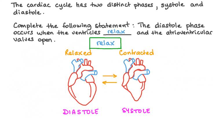 Two Phase Of Cardiac Cycle The Cardiac Cycle | Deranged Physiology