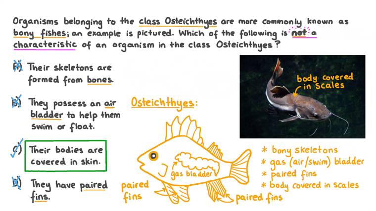 Osteichthyes Examples