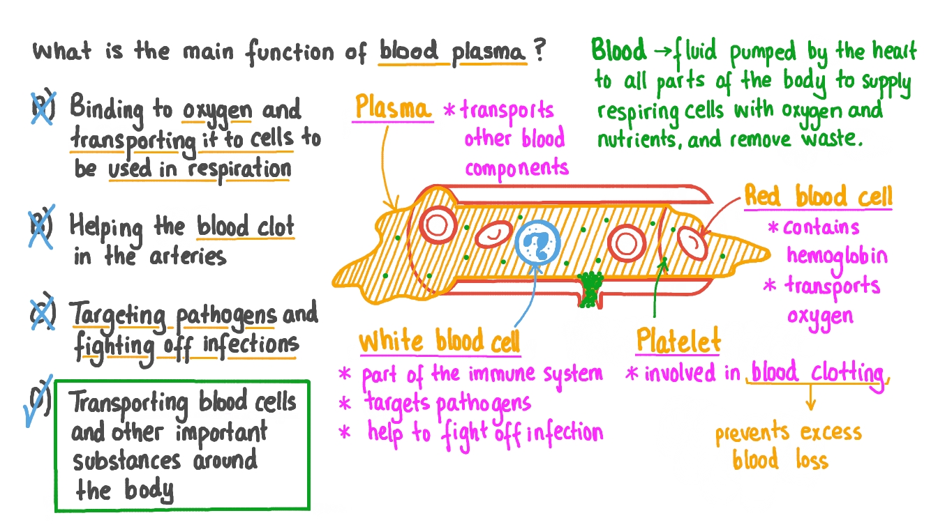 ion Video Stating The Primary Function Of Blood Plasma In The 