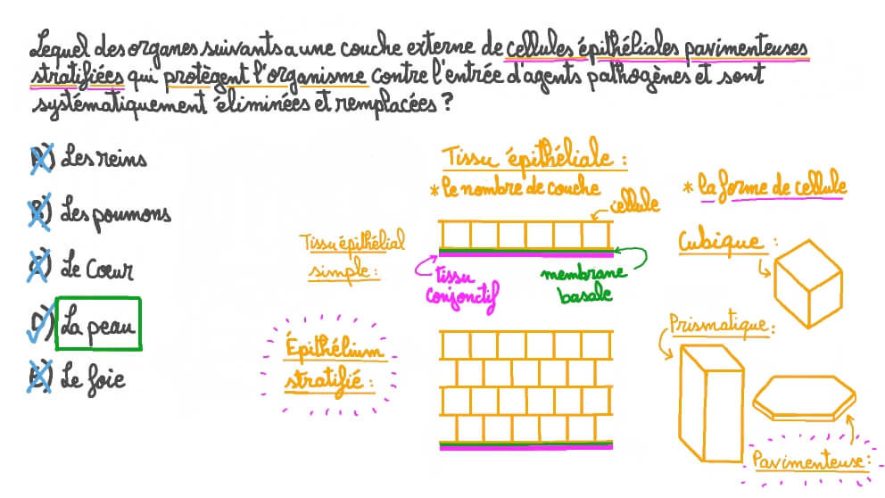 Question Video: Identifier l’organe du corps qui empêche l’entrée d ...