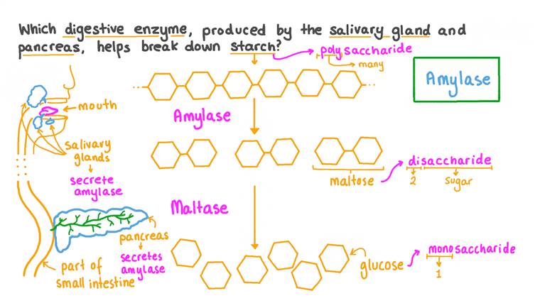 Amylase Breaking Down Starch Amylopectin An Overview | ScienceDirect