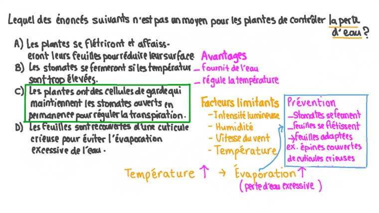 Leçon: La transpiration végétale | Nagwa