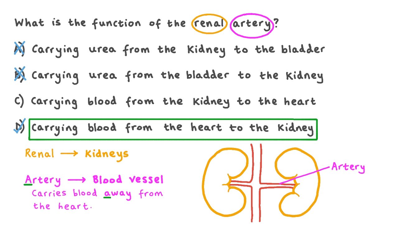 Question Video: Stating the Function of the Renal Artery | Nagwa