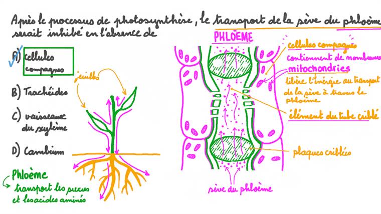 Cellule Du Phloème