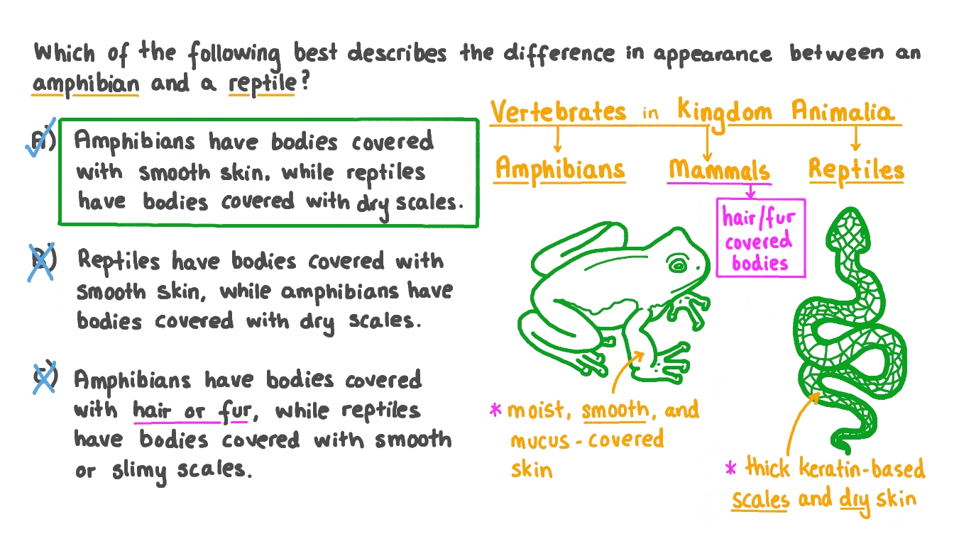 Question Video Distinguishing Between An Amphibian And A Reptile Nagwa