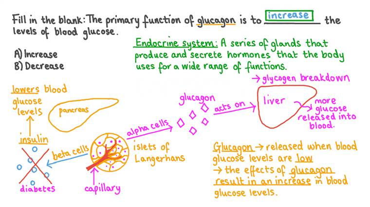 Lesson: The Pancreas | Nagwa