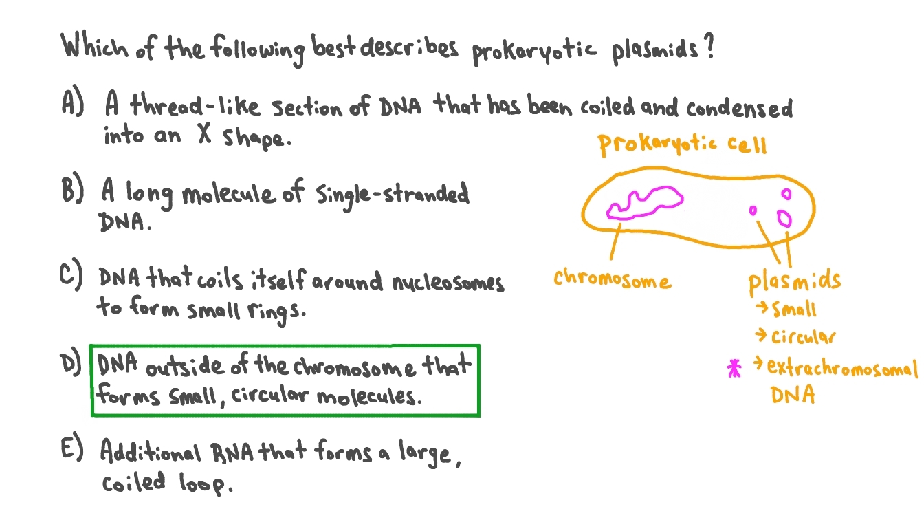 Question Video: Describing the Structure of Prokaryotic Plasmids | Nagwa