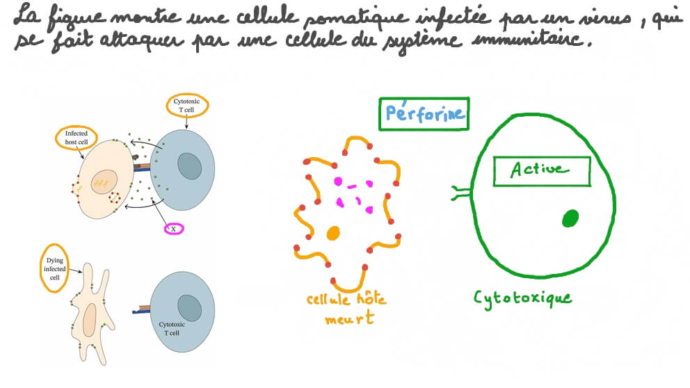 Question Video: Identification de la perforine dans la réponse ...