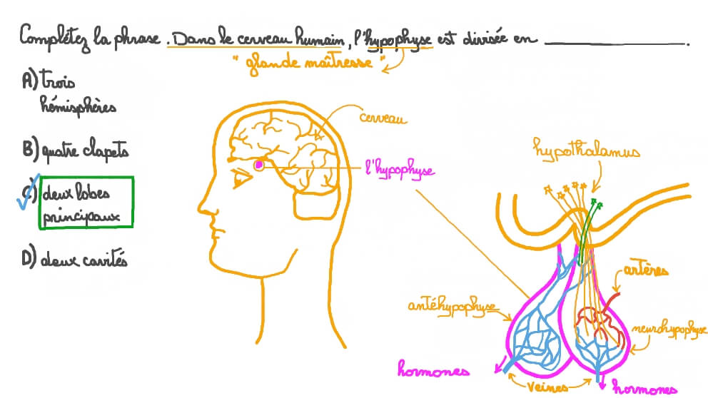 Question Video: Décrire la structure de la glande hypophyse | Nagwa
