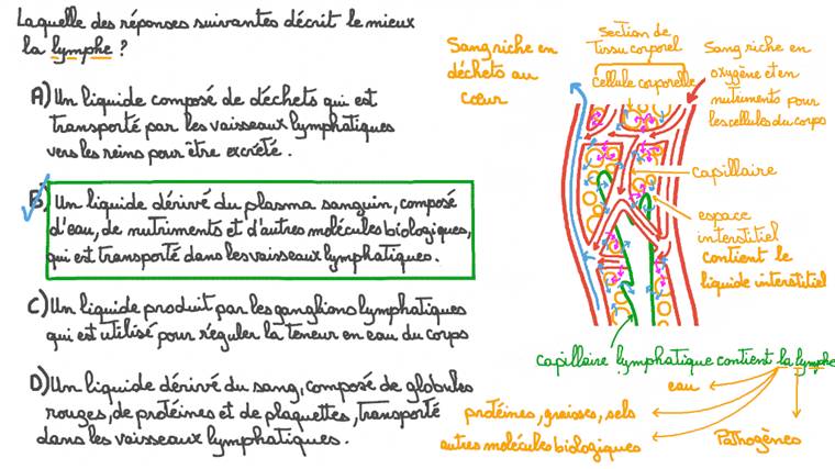 Leçon : Système lymphatique | Nagwa
