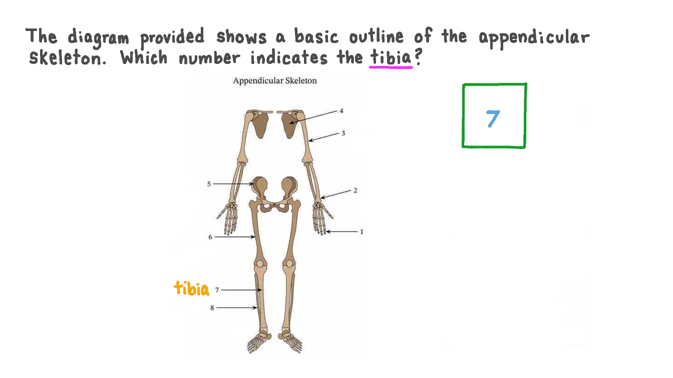 Question Video: Identifying the Tibia in a Diagram | Nagwa