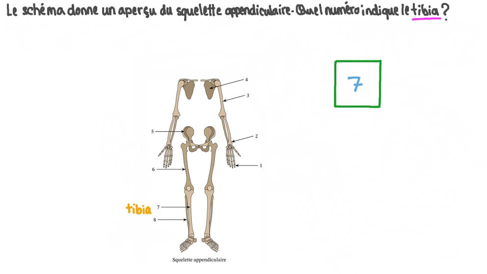 Question Video: Identifier le tibia dans un schéma | Nagwa