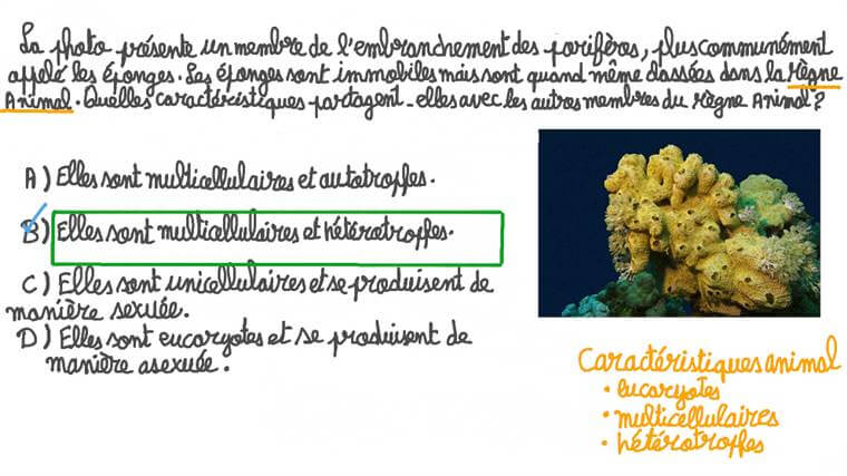 Leçon: Règne animal : les invertébrés | Nagwa