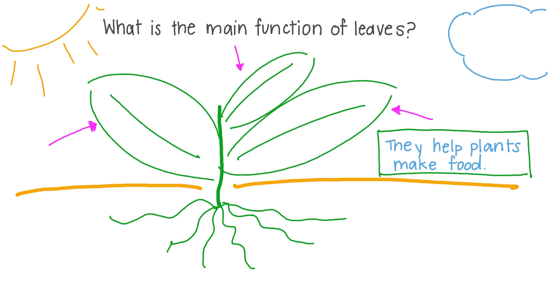Question Video Structure And Function Of Plants Leaves Nagwa