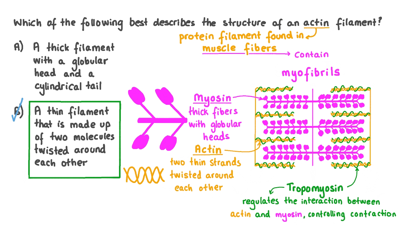 Question Video Describing The Structure Of An Actin Filament Nagwa