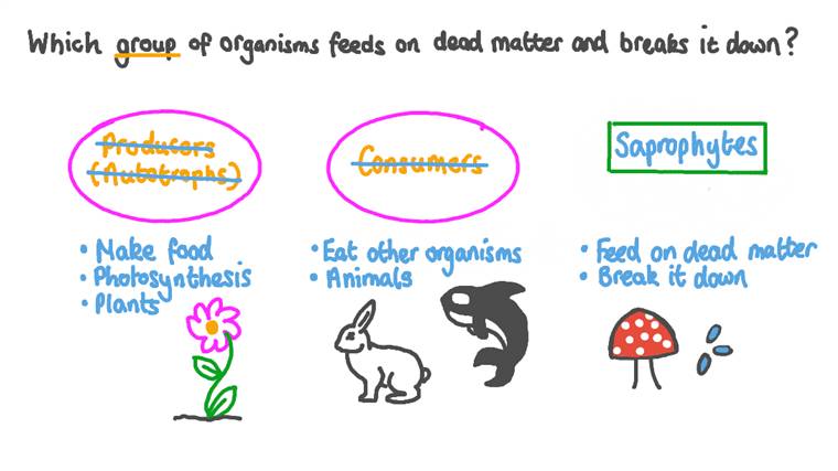 Lesson Playlist | Nagwa