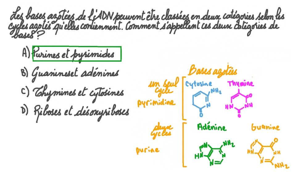 Question Video: Rappel des deux catégories de bases azotées | Nagwa